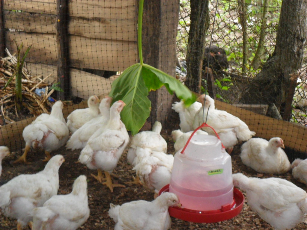 Blog de Willians Alfredo Salom Myers: POLLO SEMICRIOLLO PARA LA VENTA