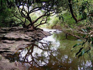 CONOZCAMOS LA ARGENTINA: PARQUE NACIONAL EL PALMAR, ENTRE RÍOS Es uno ...