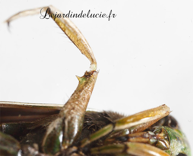 Notonecta maculata, une punaise aquatique