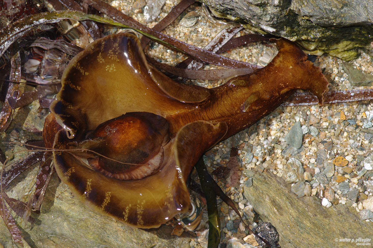 Nature photos from an Amateur Naturalist: Aegean Sea at Sithonia ...