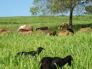 ApriscoNet: Uso de Pastejo Rotacionado