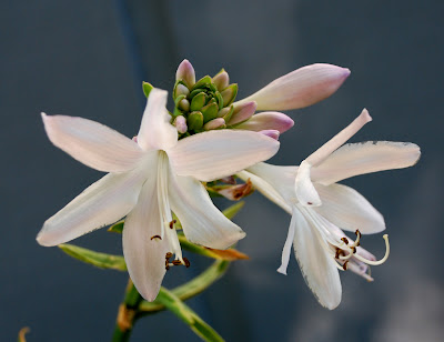Photographing Flowers: The Autumn Garden