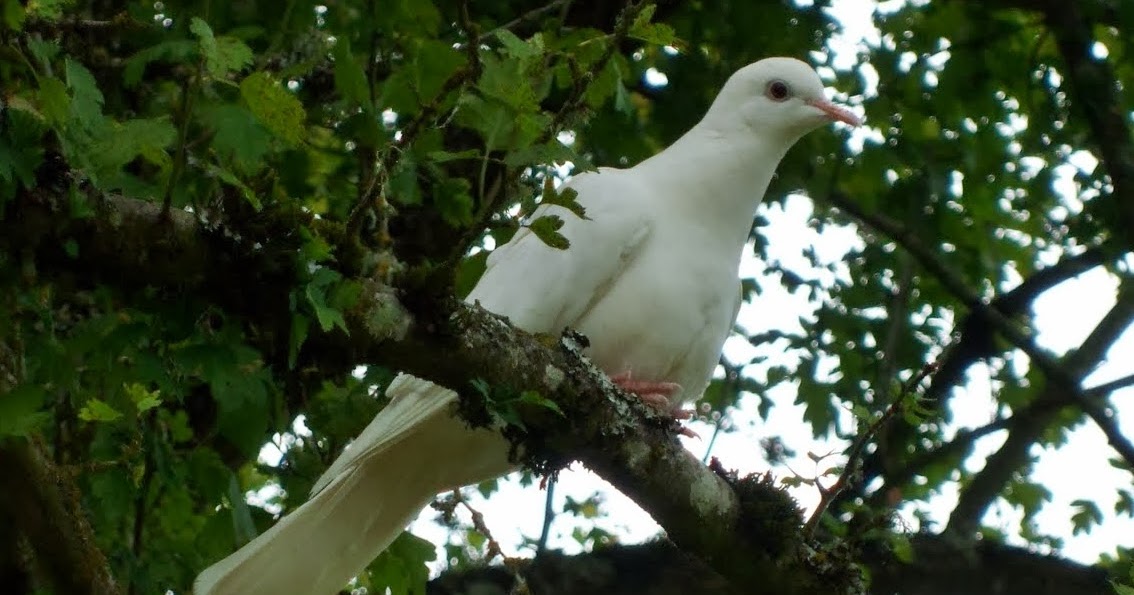 67 Not Out: Was The White Dove Messenger From Her Dead Mother?