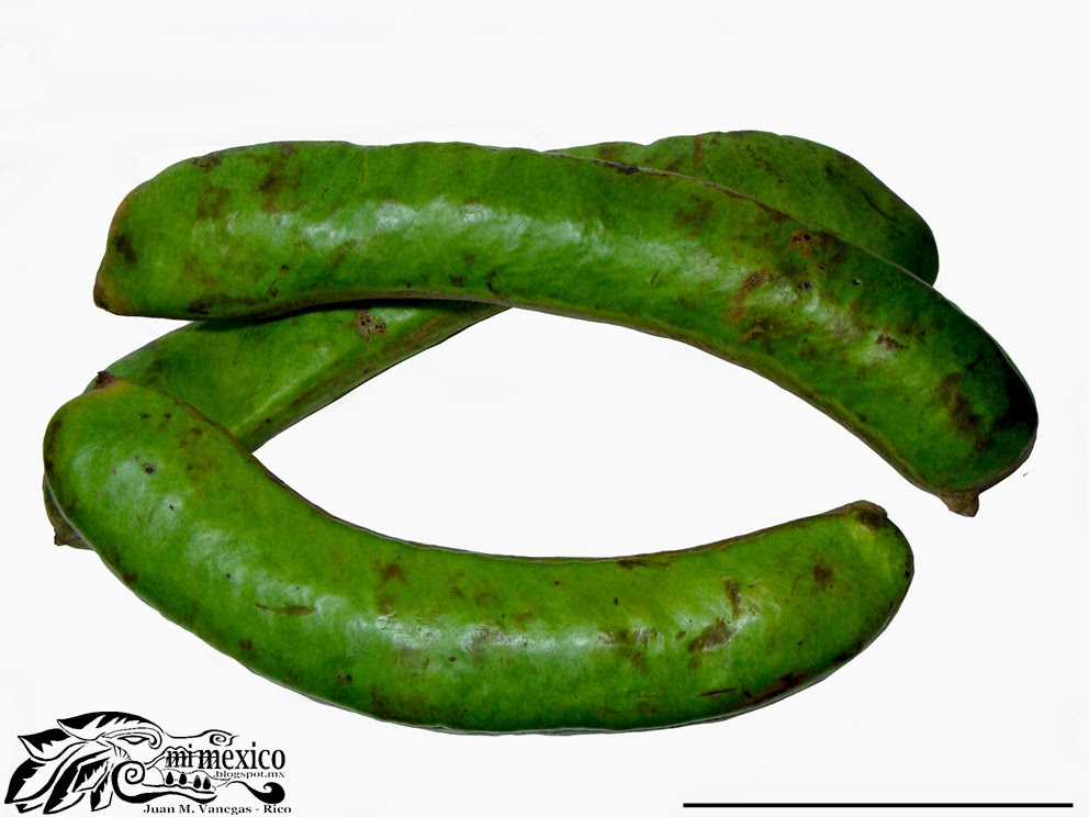 Folklore de México: Frutos de Inga