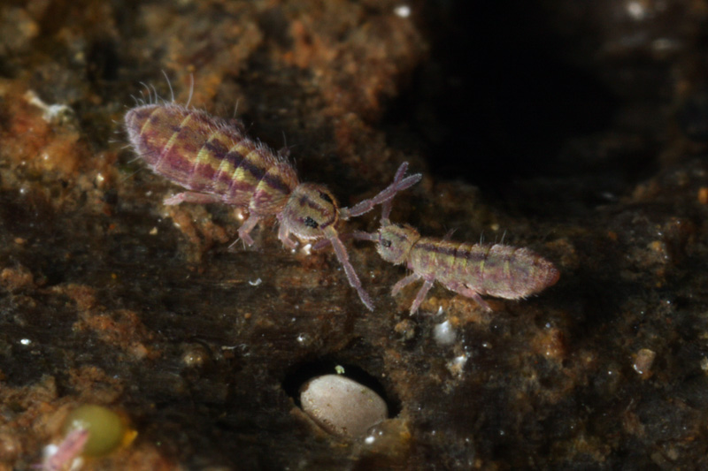 Real Monstrosities: Springtail