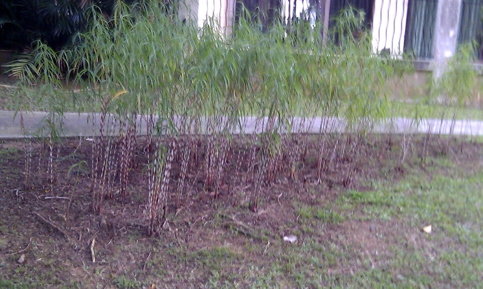 Everything Jonathan: Pasir Ris Parks