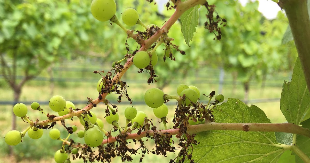 EnoViti: Poor Fruitset in Chardonnay