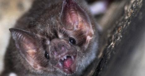 Food sharing in vampire bats