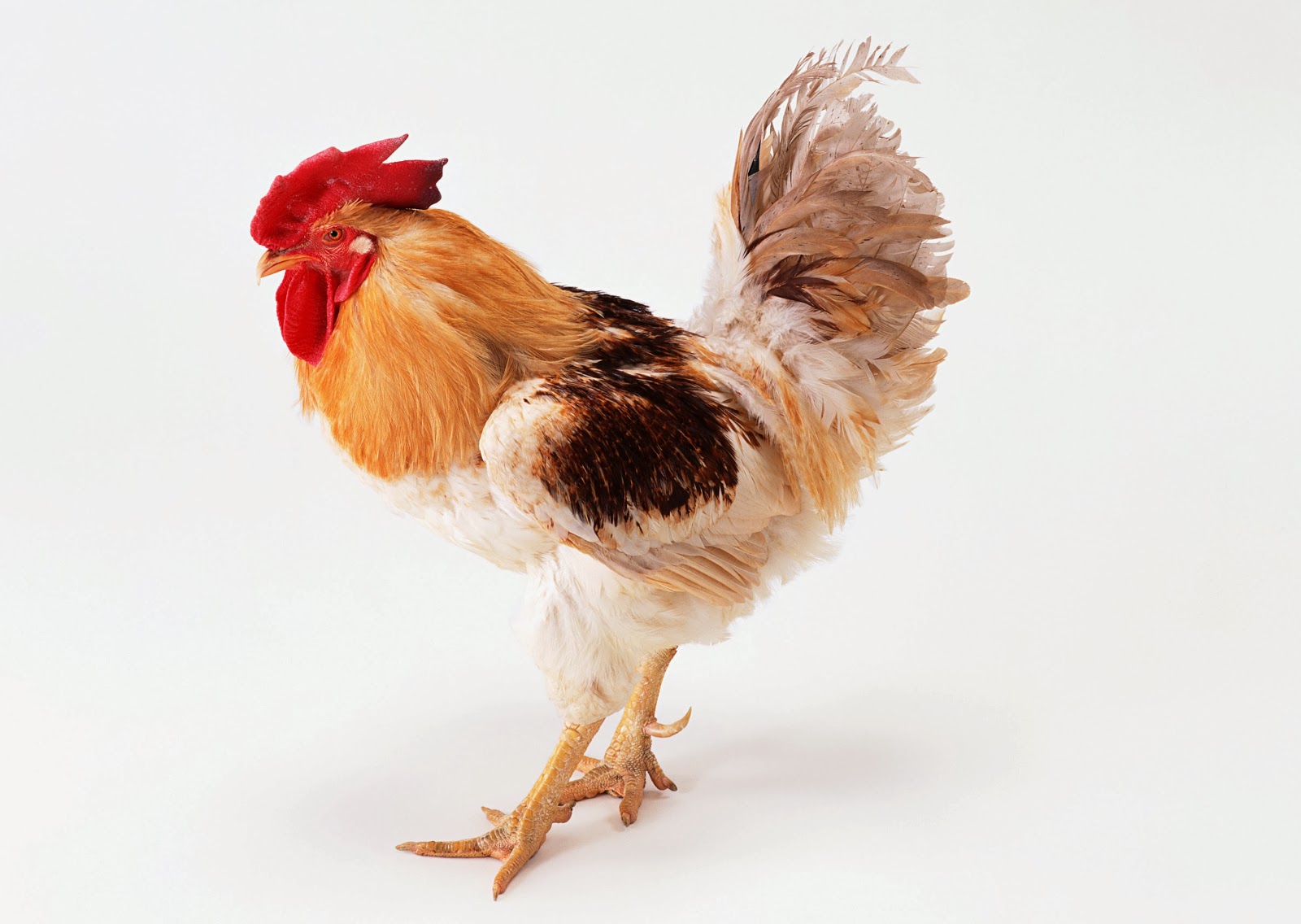 21 Gambar Ayam Stock Photo High Resolution