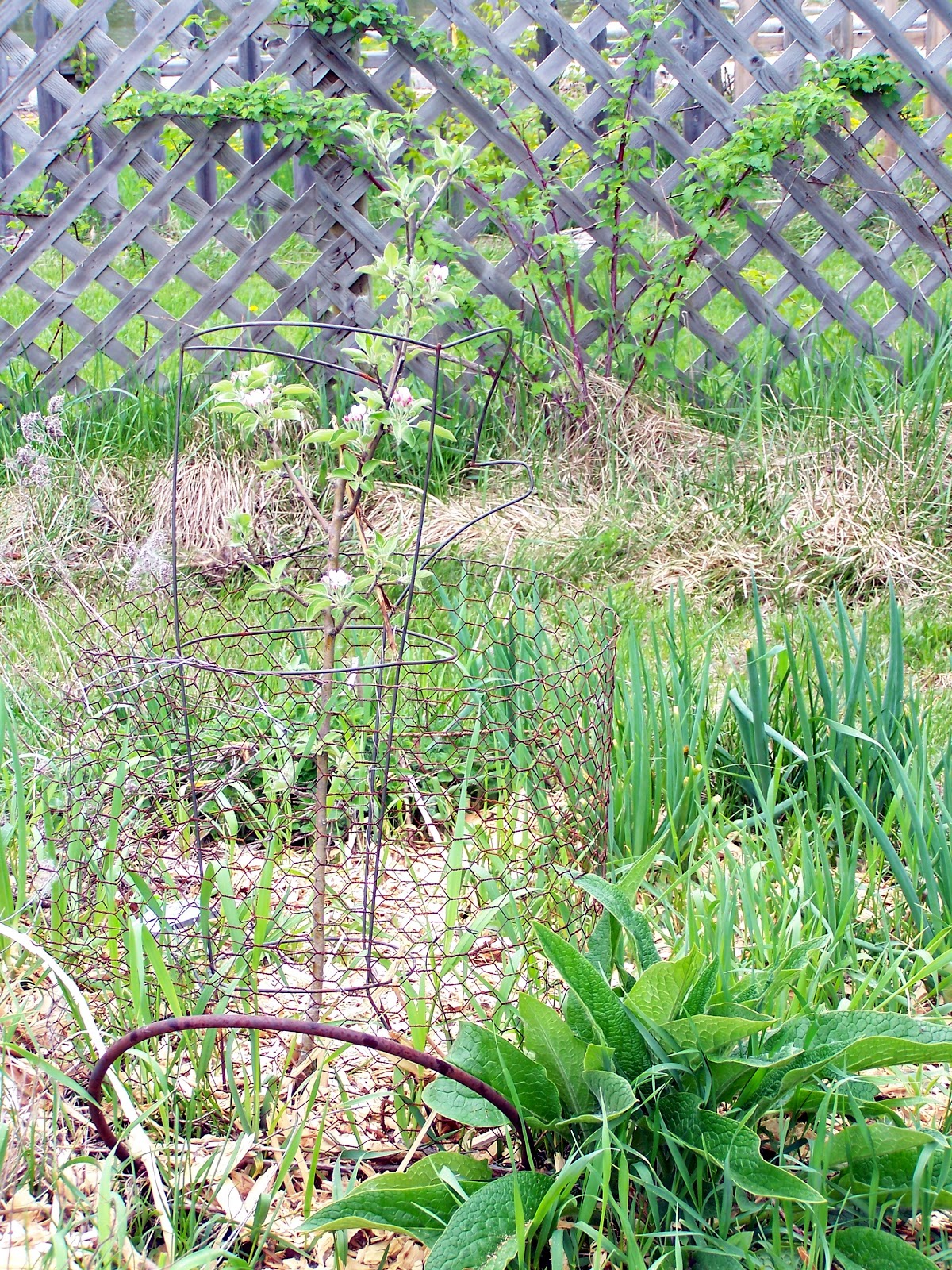 Restful Trails Food Forest Garden: May 17, 2013 blossoms and baby trees ...