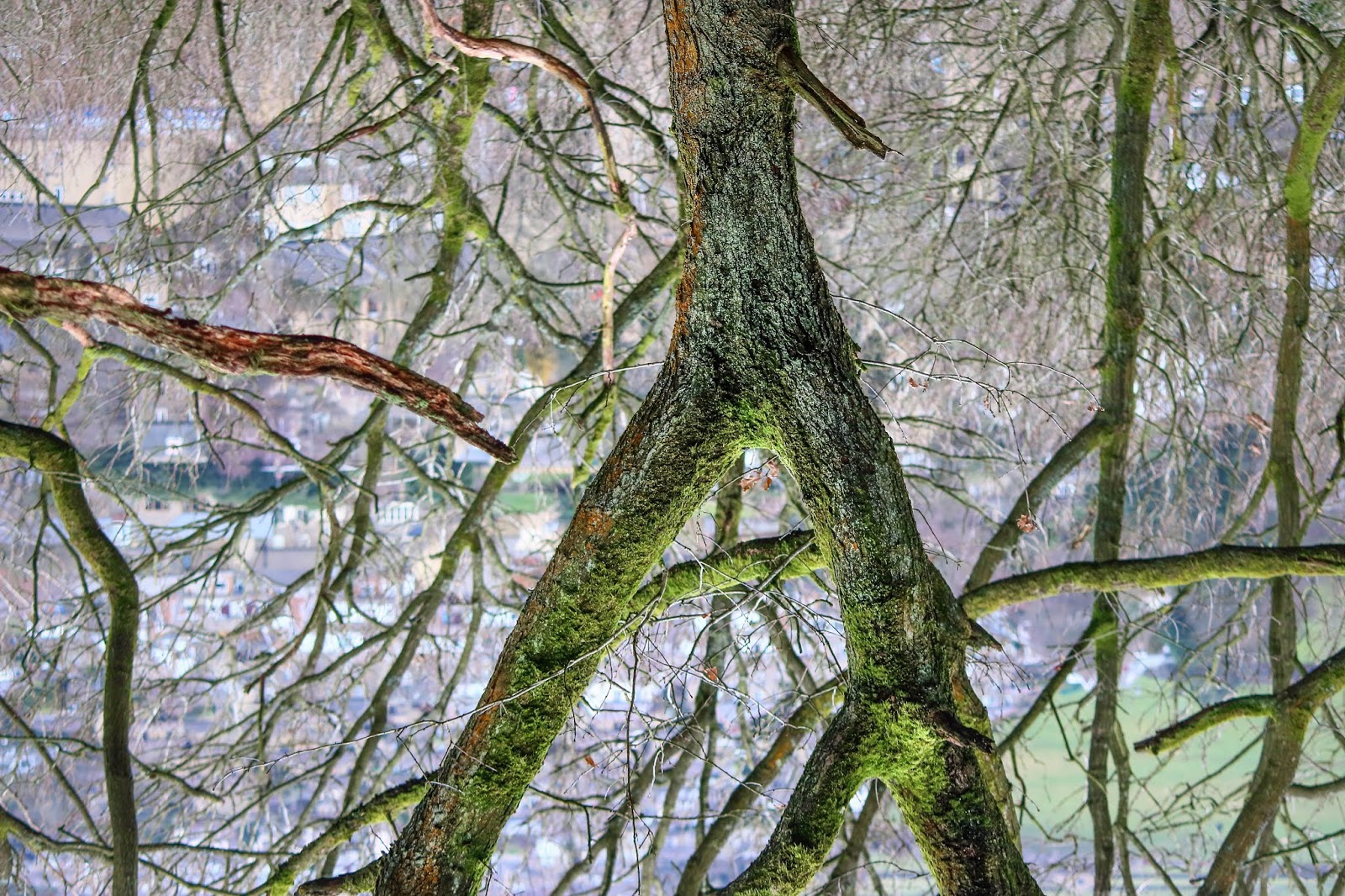 Dungeon Wood Changing How You See Trees Again dungeon-wood-changing-how-you-see-trees-again