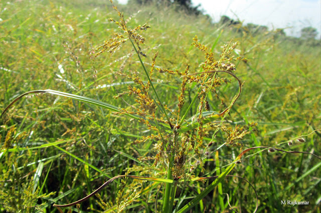 Cyperus rotundus - Nut Grass - Flowers of Tamilnadu