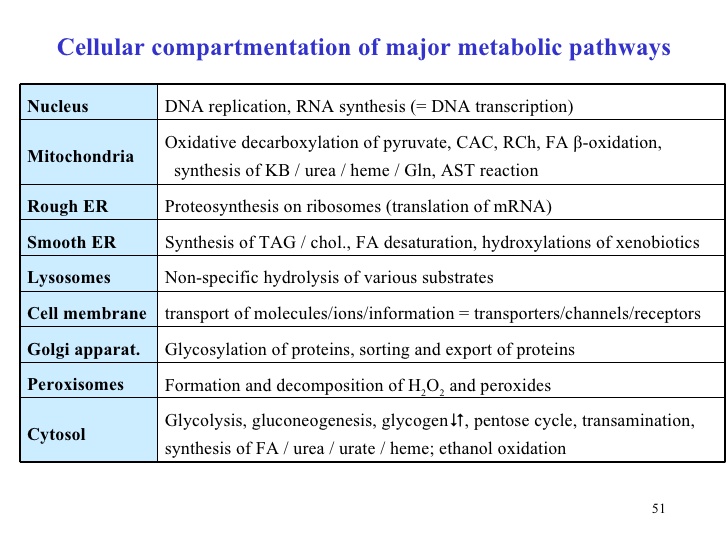 Biological Freak: 真核細胞隔間化(Eukaryotic Cell Compartmentation) 10-30-2018