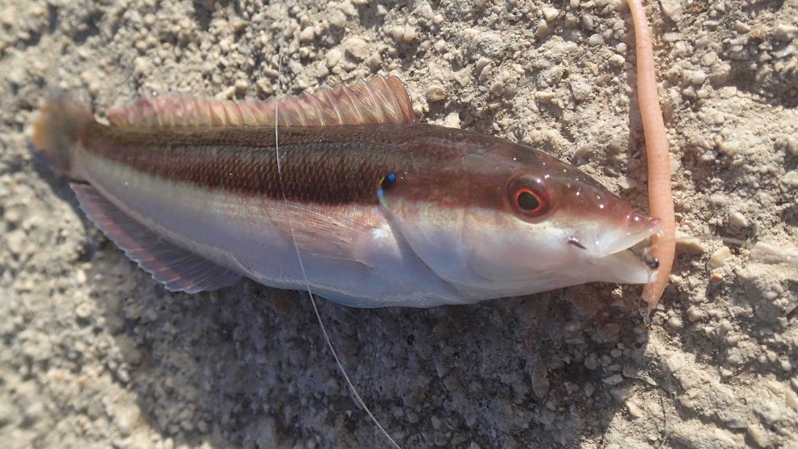 Lure and Light Game: Rockfish Menorca - Ciutadella to Fornells.