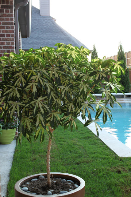 pixelimpress: the backyard and pool reveal!