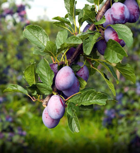 Damson - Fruits And Vegetables