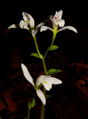 Get Your Botany On!: Triphora trianthophora, Three Birds Orchid