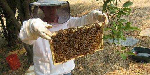 Apicultura Uruguay: Primer Congreso Binacional Apícola