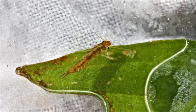 Aquatic Insects of Central Virginia: Another Stonefly Family Returns ...
