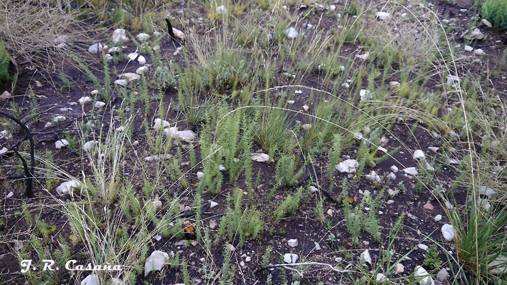 El Gallipato Alcublano: YA ESTAN AQUÍ LAS ALIGAS