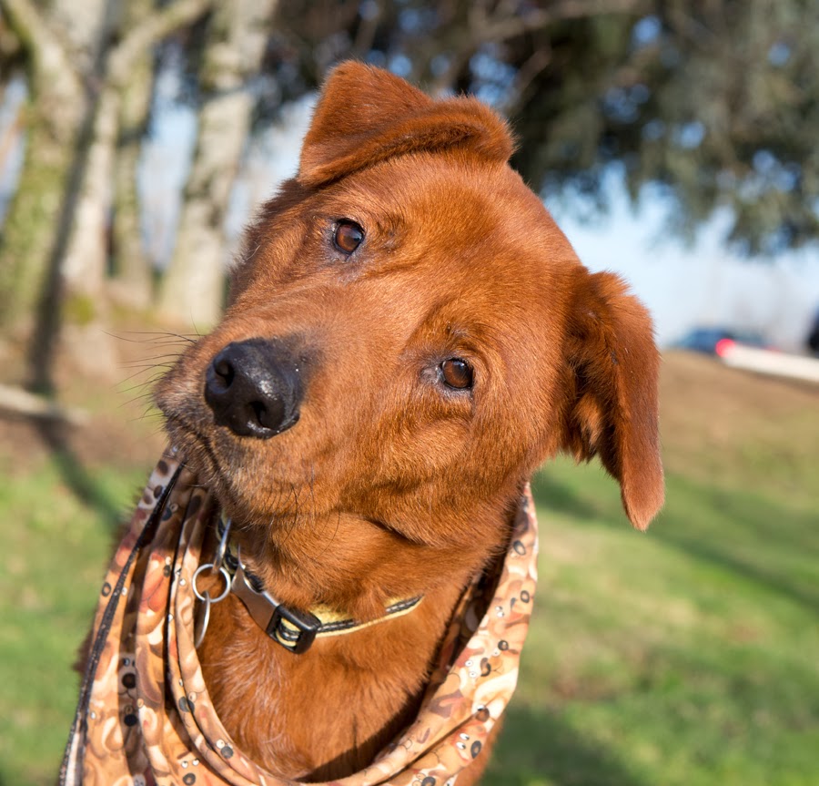 Shelter Dogs of Portland: "KATO" the very best :) a sensitive lovable ...