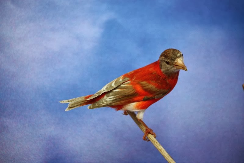 Pintassilgo, Tarin américain, Amerikaanse sijzen, Amerikanische zeisige ...