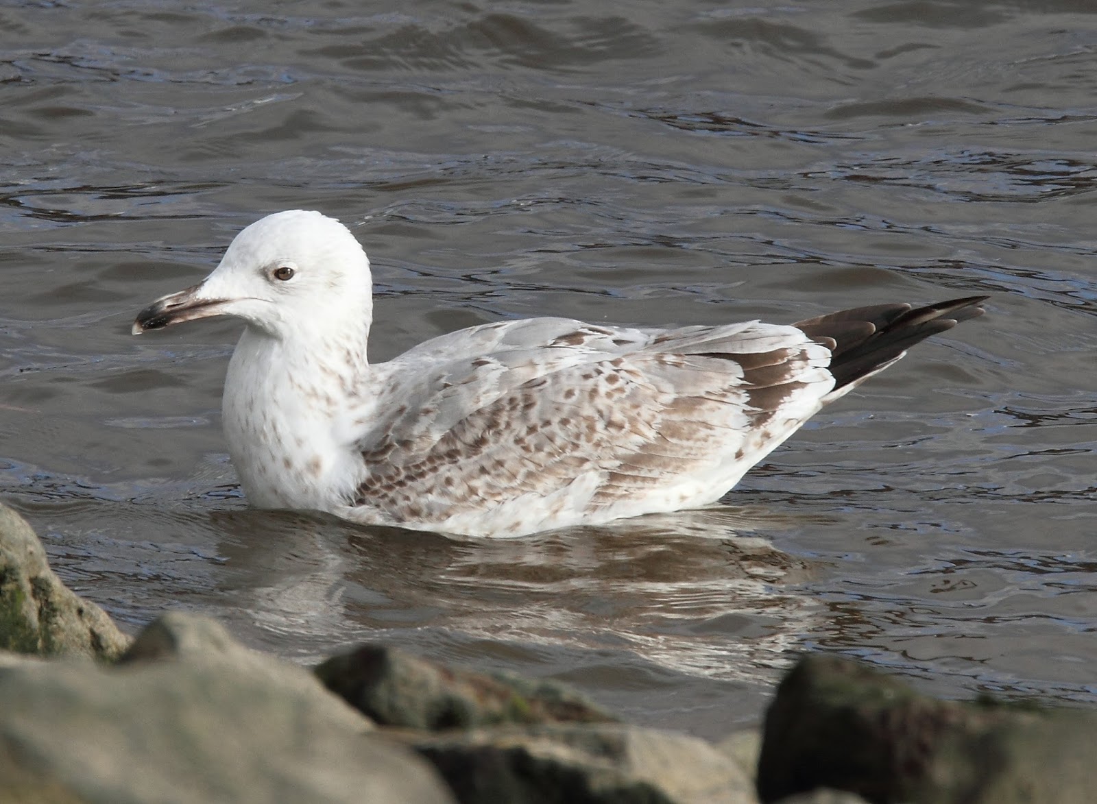 TT's Birding Blog: Caspian Gull