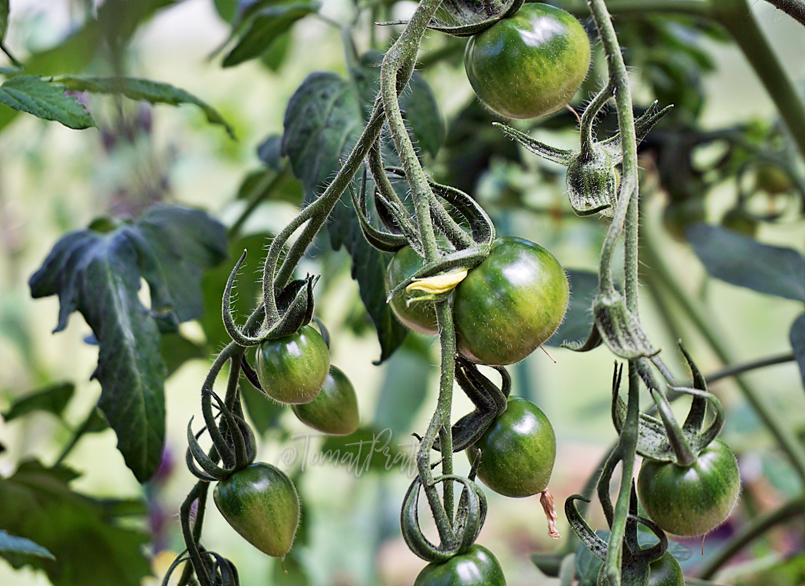 Helenes Tomater: K- 54-84 "Evil Olive"