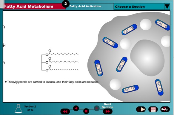 Fatty Acid.swf / Asam Lemak.swf