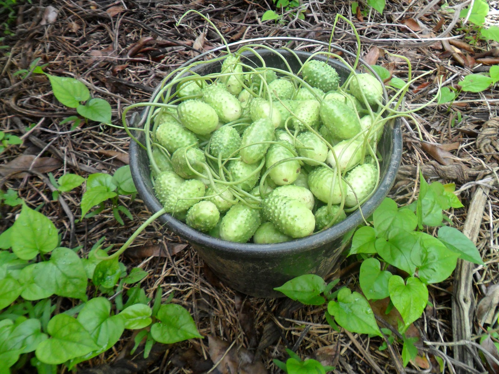 Maxixe Nordestino Sementes P/ Mudas - R$ 7,99 em Mercado Livre
