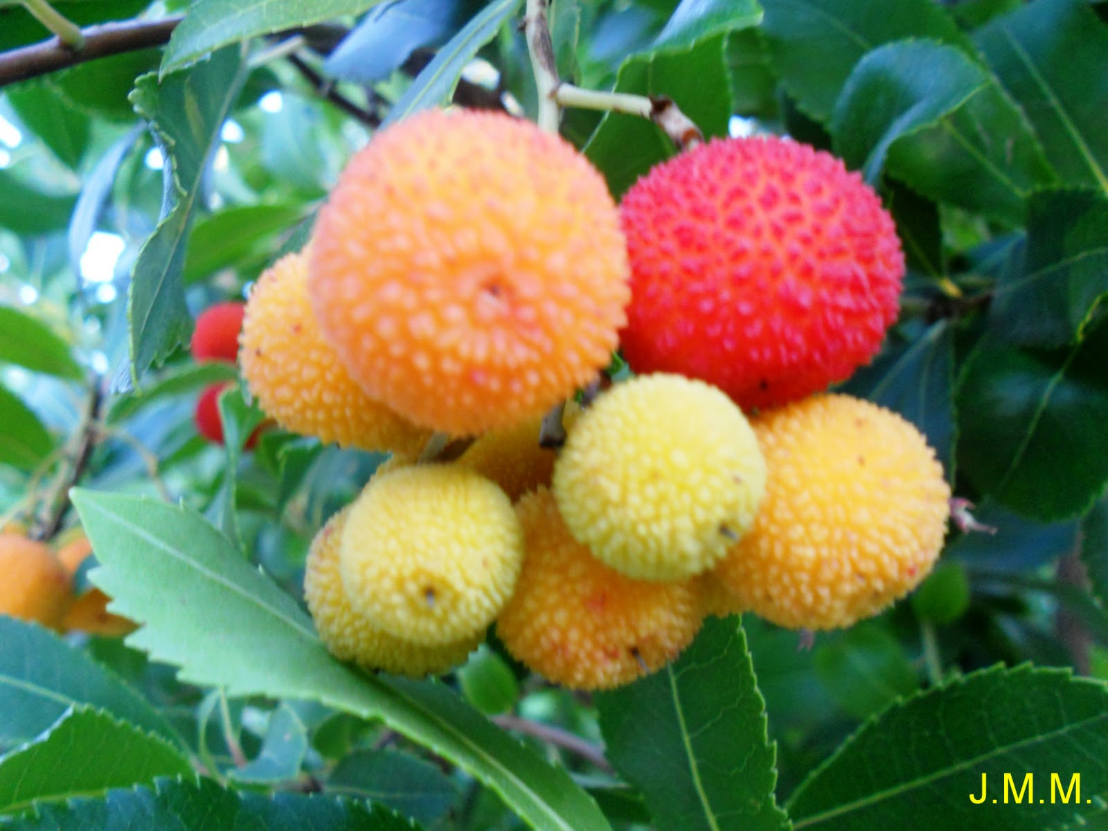 Pinturas y Fotografías de J.M.M.: EL MADROÑO