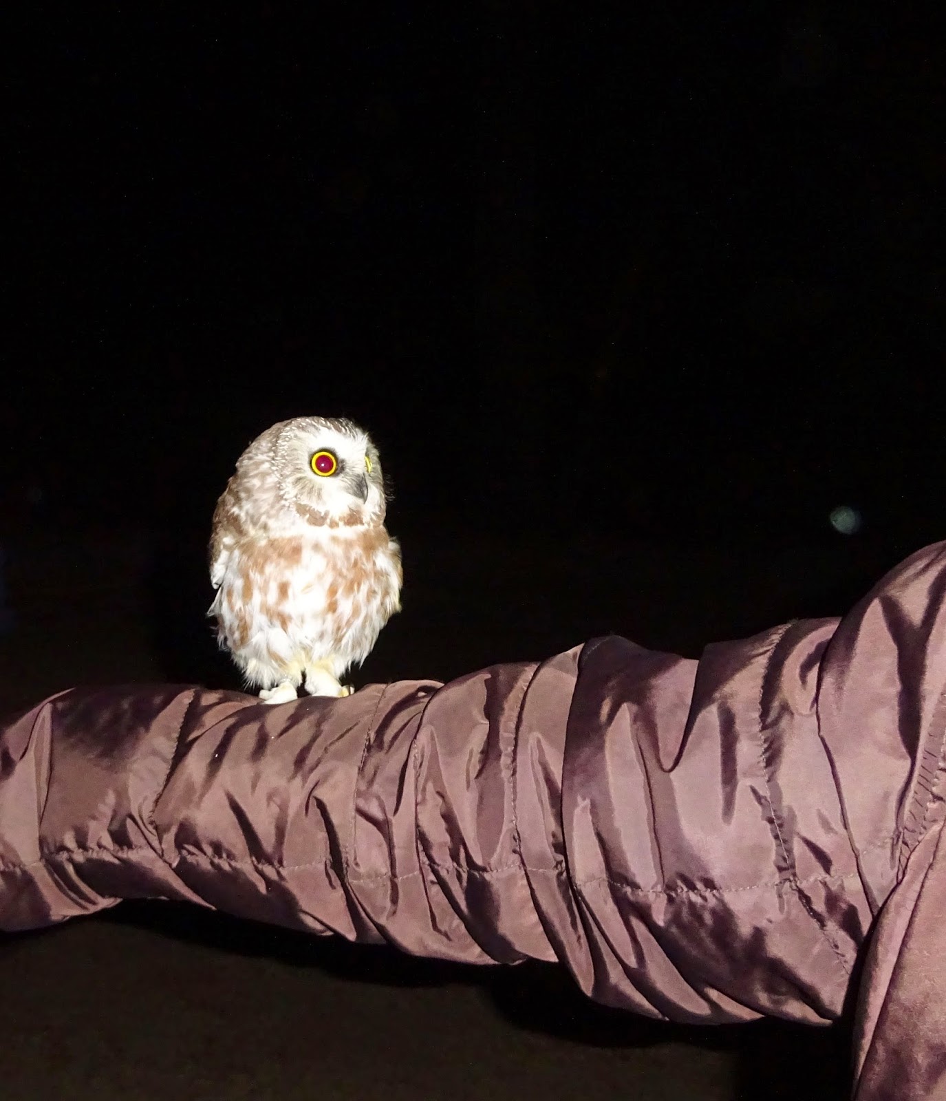 Boise Daily Photo: Owl Banding