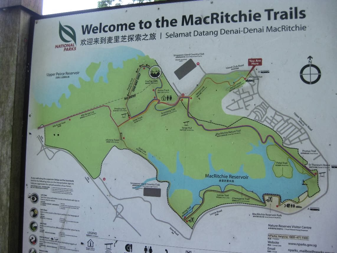 Susan's Blog: MacRitchie Trail -TreeTop Walk