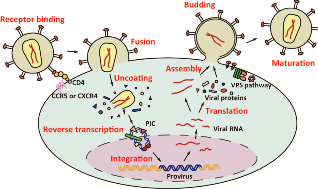 MEKANISME INFEKSI PADA HIV/AIDS ~ M. Azhari Rangkuti