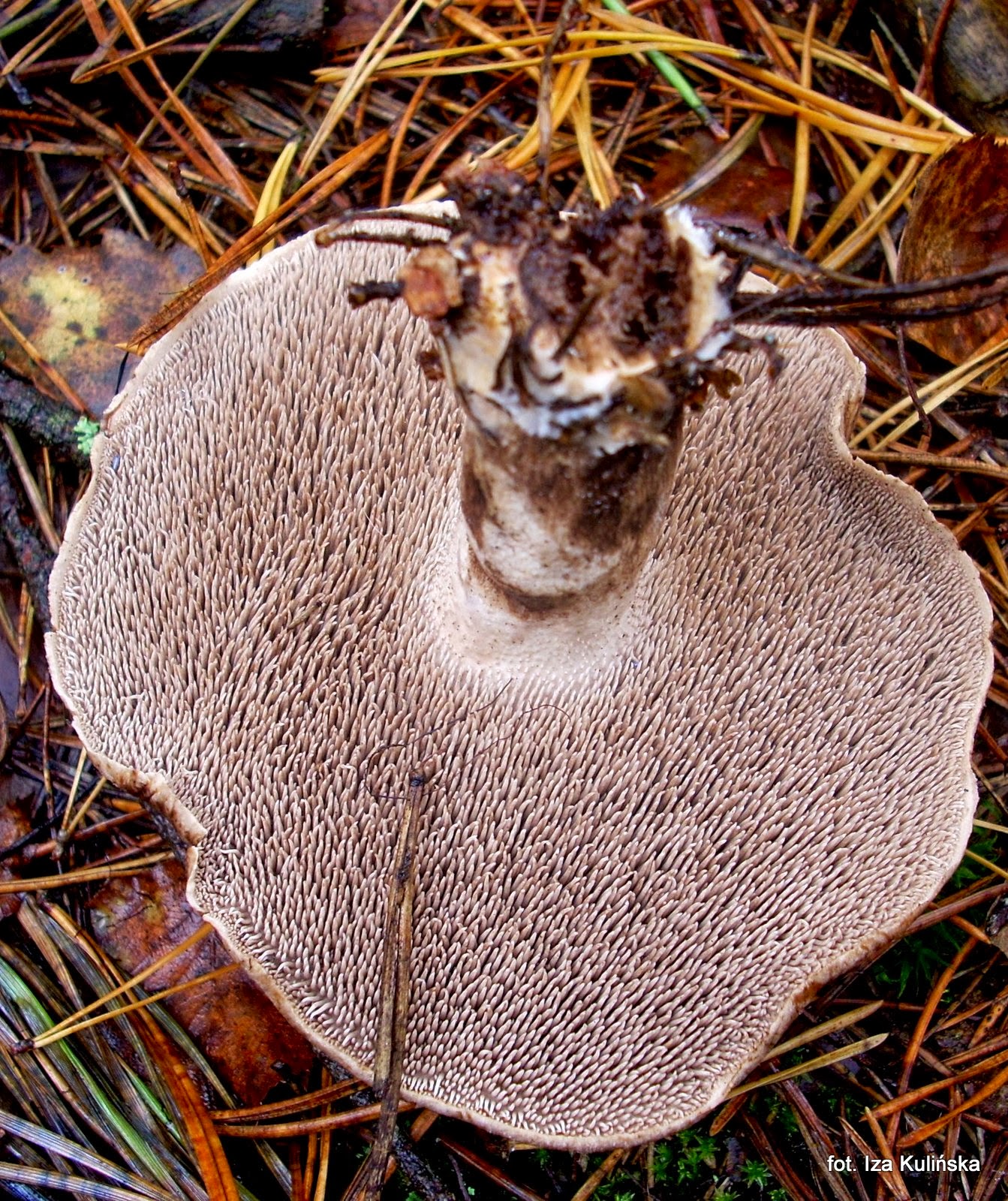 Sarniak dachówkowaty - sarna | Smaczna Pyza