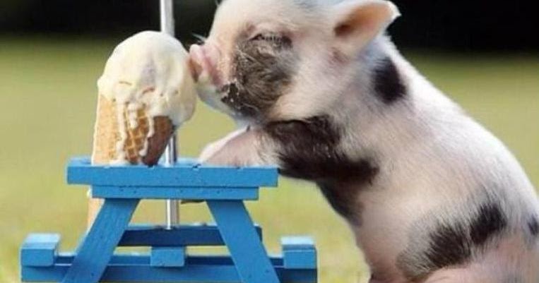 Mini Pig: Una mascota inusual: Cuidados Básicos