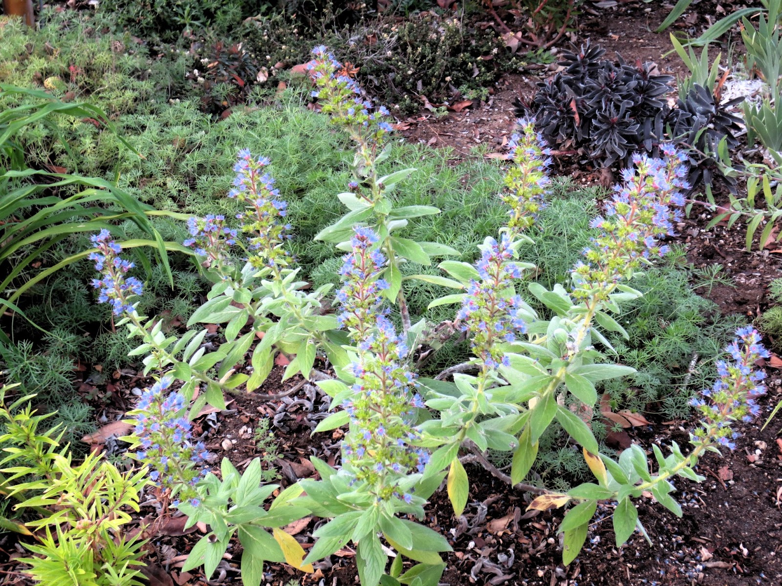 Late to the Garden Party: My favorite plant this week: Echium handiense