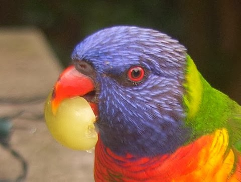 Birding For Pleasure: Rainbow Lorikeet