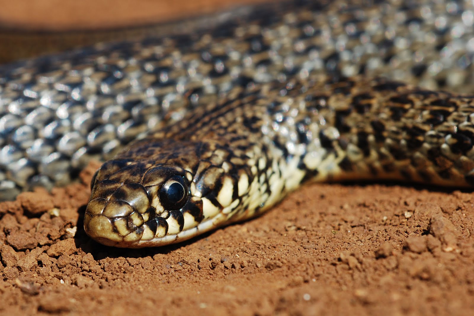 Yorkshire Field Herping and Wildlife Photography: Back To Snake Island ...