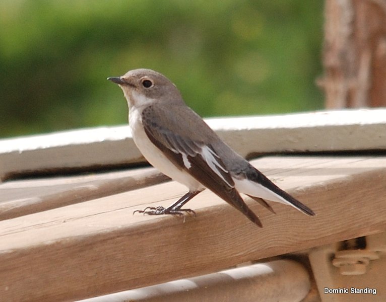 Dominic's Field Photos: Collared Flycatcher