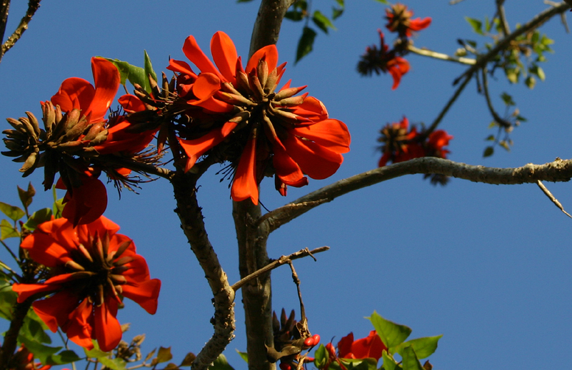 A Daily Photo Journal by Michelle Breaux: Coral Tree in Bloom