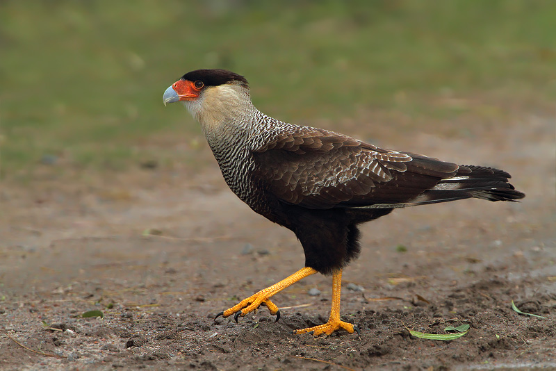 AVES NUESTRAS: CARANCHO