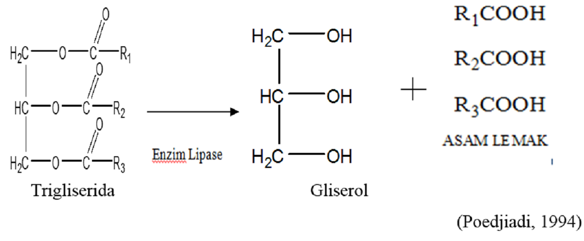 PERCOBAAN II - Enzim ( Praktikum Biokimia ) - Blog Najih