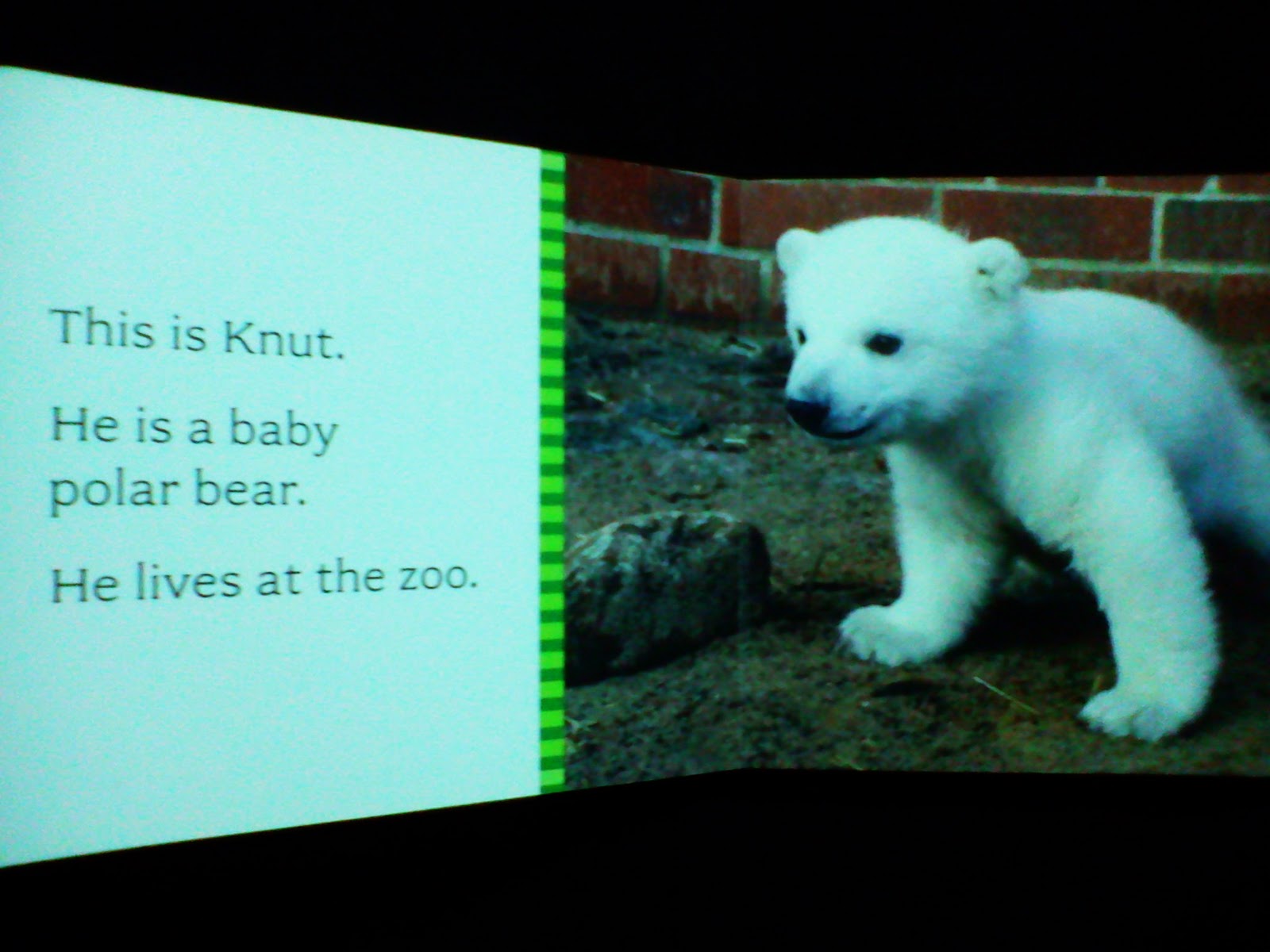 CHILDREN BOOKS FOR YOU: Knut The Baby Polar Bear