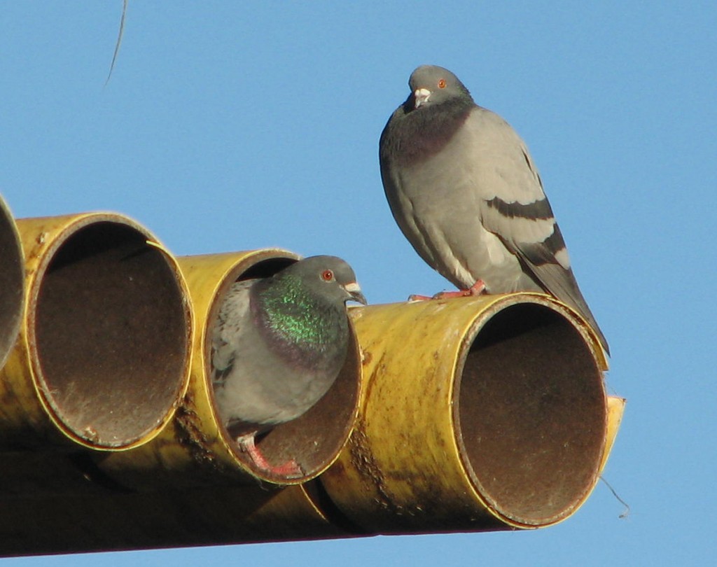 Mis amigas las palomas: Fotos paloma bravía (columba livia, paloma ...