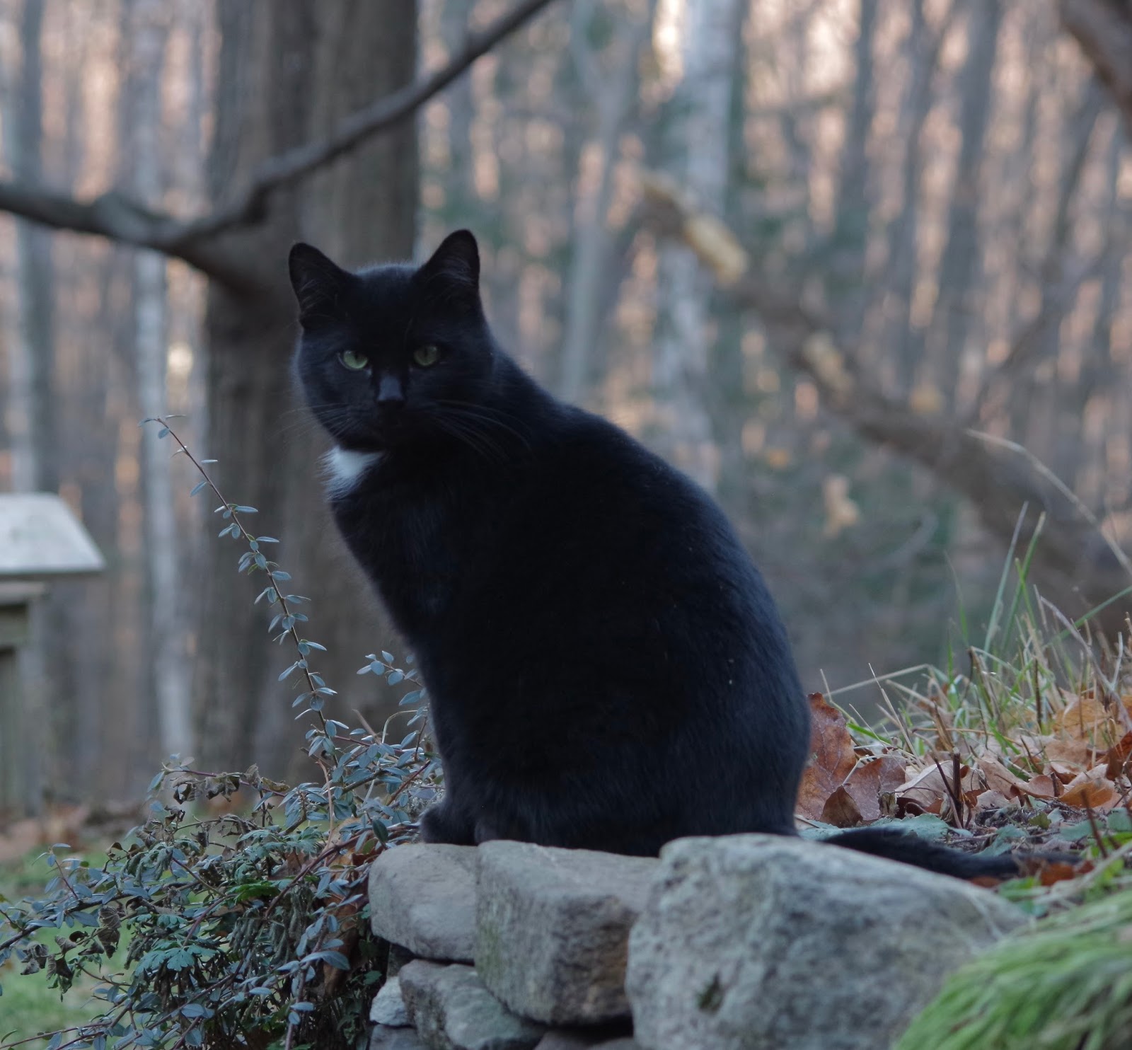 le blog du vieux matou.