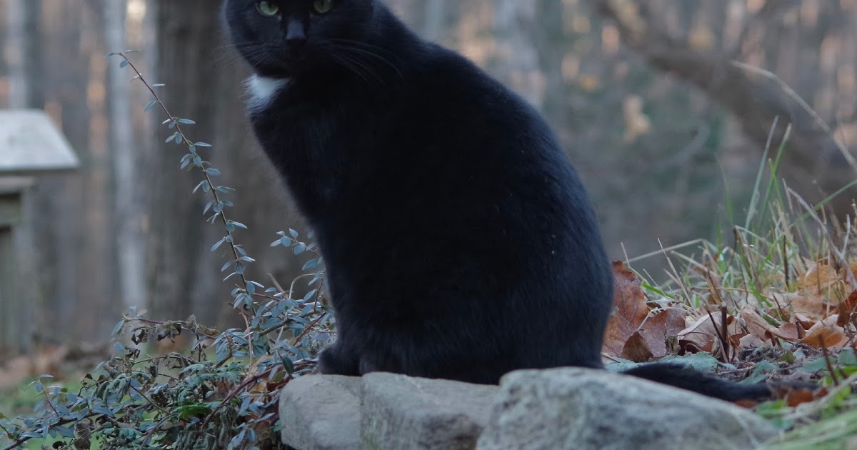 le blog du vieux matou.