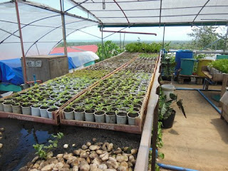 Waiting on the Rainy Season: An ECHO Asia Blog: Lessons learned from ...