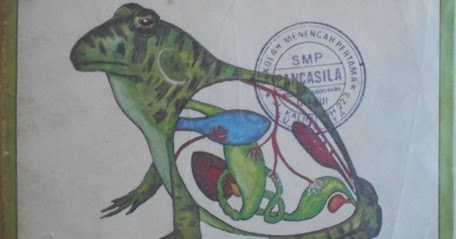 Anatomi Katak | Rafif Amir's Library