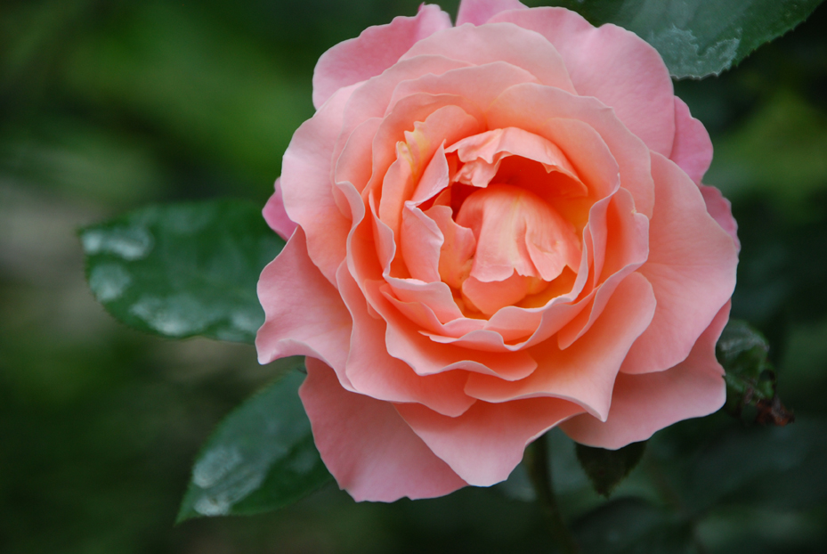 Francine Gardner - Art de Vivre: A Rose story